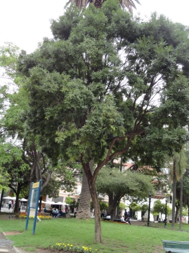 Trees Agro-Comercial e Serviços Ltda