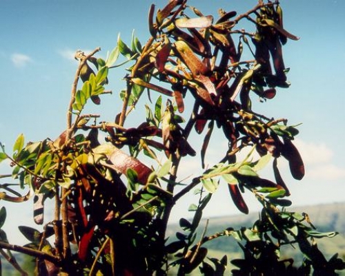 Trees Agro-Comercial e Serviços Ltda