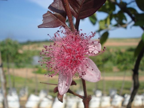 Trees Agro-Comercial e Serviços Ltda