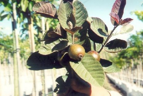 Trees Agro-Comercial e Serviços Ltda