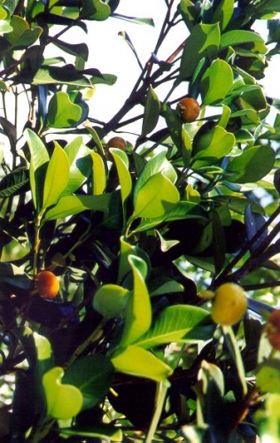 Trees Agro-Comercial e Serviços Ltda