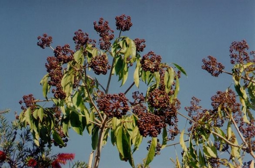 Trees Agro-Comercial e Serviços Ltda